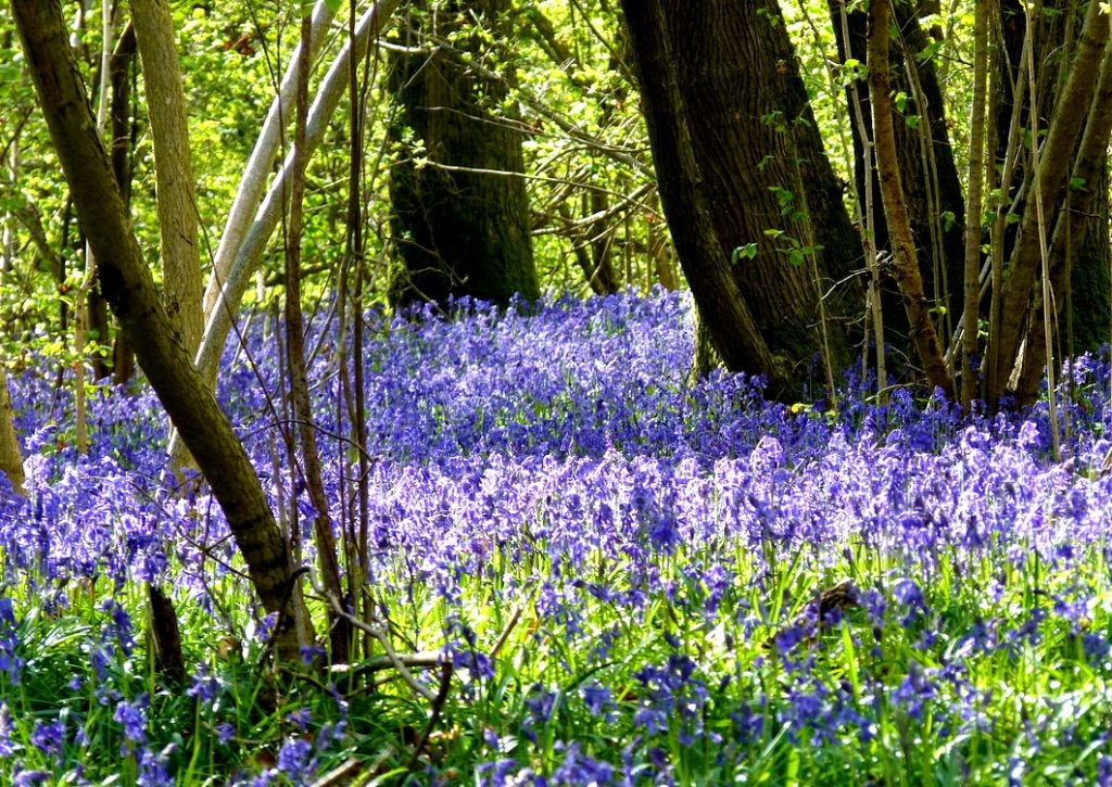 Bluebell Walk in Clapham Woods | Ferring Conservation Group