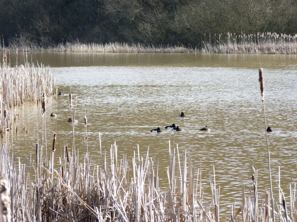 FCG’s Visit to Warnham Nature Reserve | Ferring Conservation Group