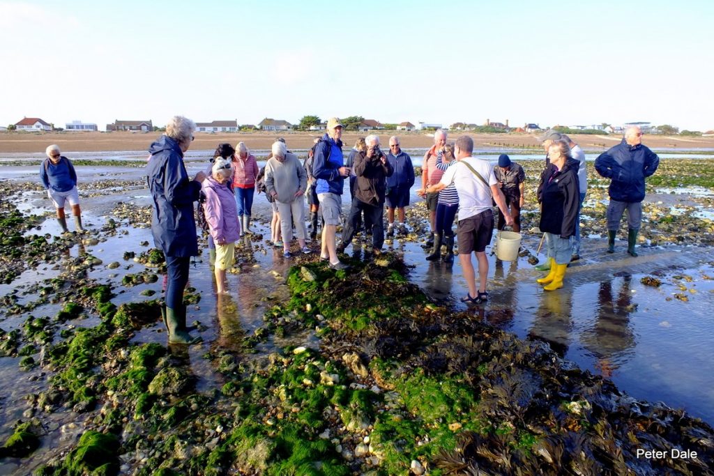 FCG Visit to the Black Rocks at West Kingston | Ferring Conservation Group