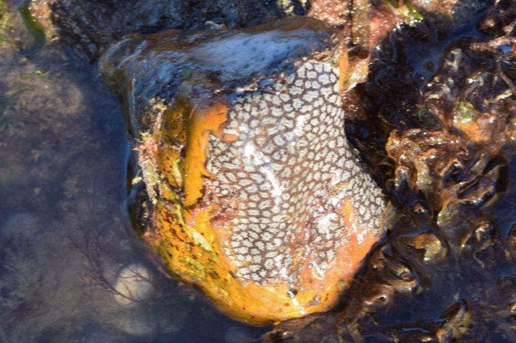 FCG Visit to the Black Rocks at West Kingston | Ferring Conservation Group