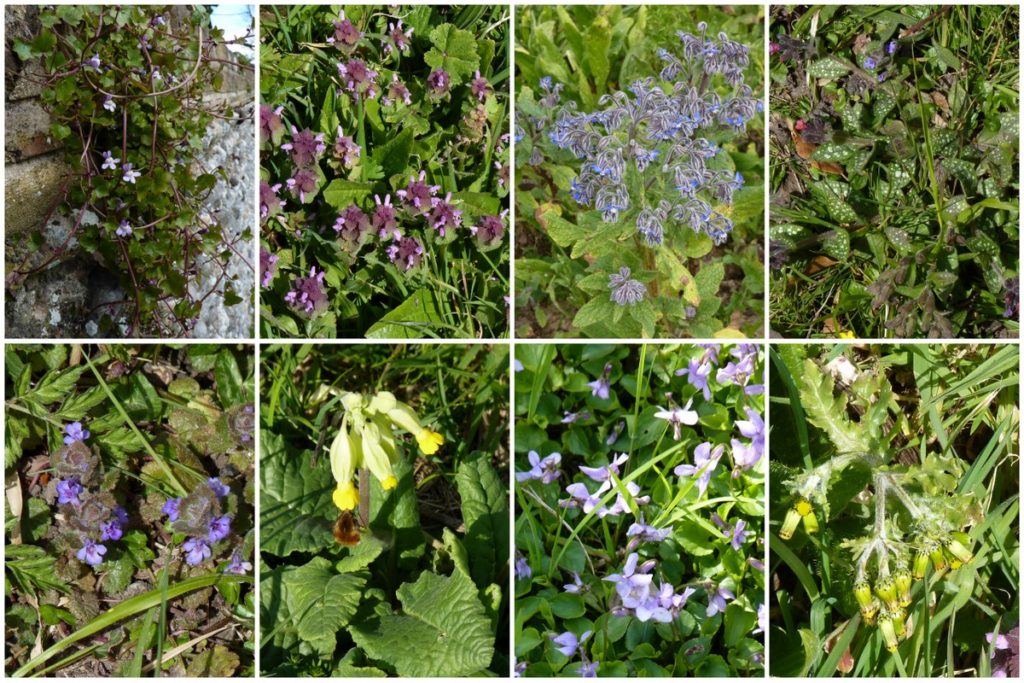 The 10 Wild Flower Challenge – 3rd April | Ferring Conservation Group